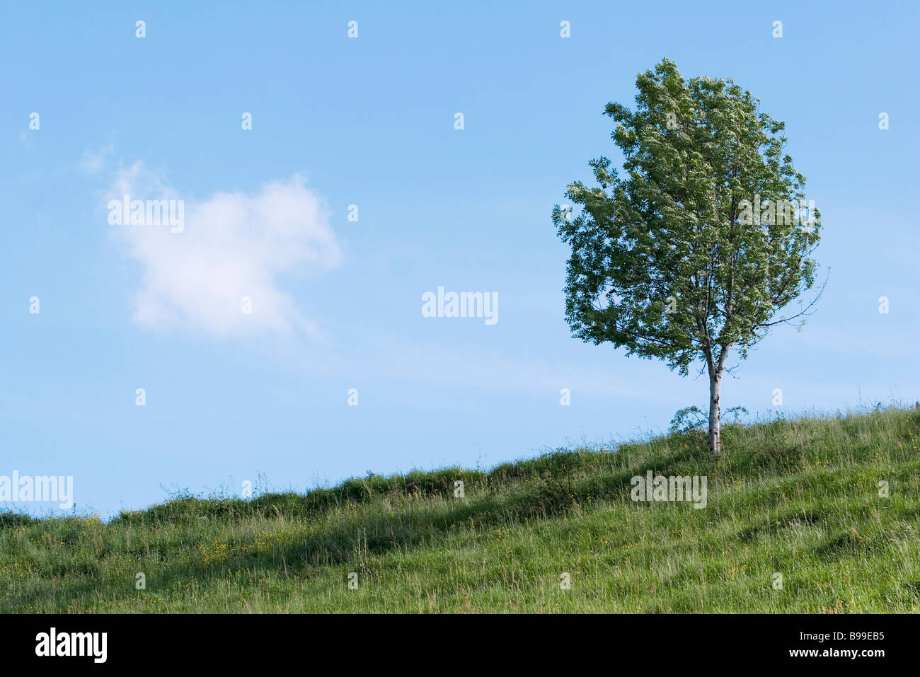 Tree on rural hillside Stock Photo - Alamy