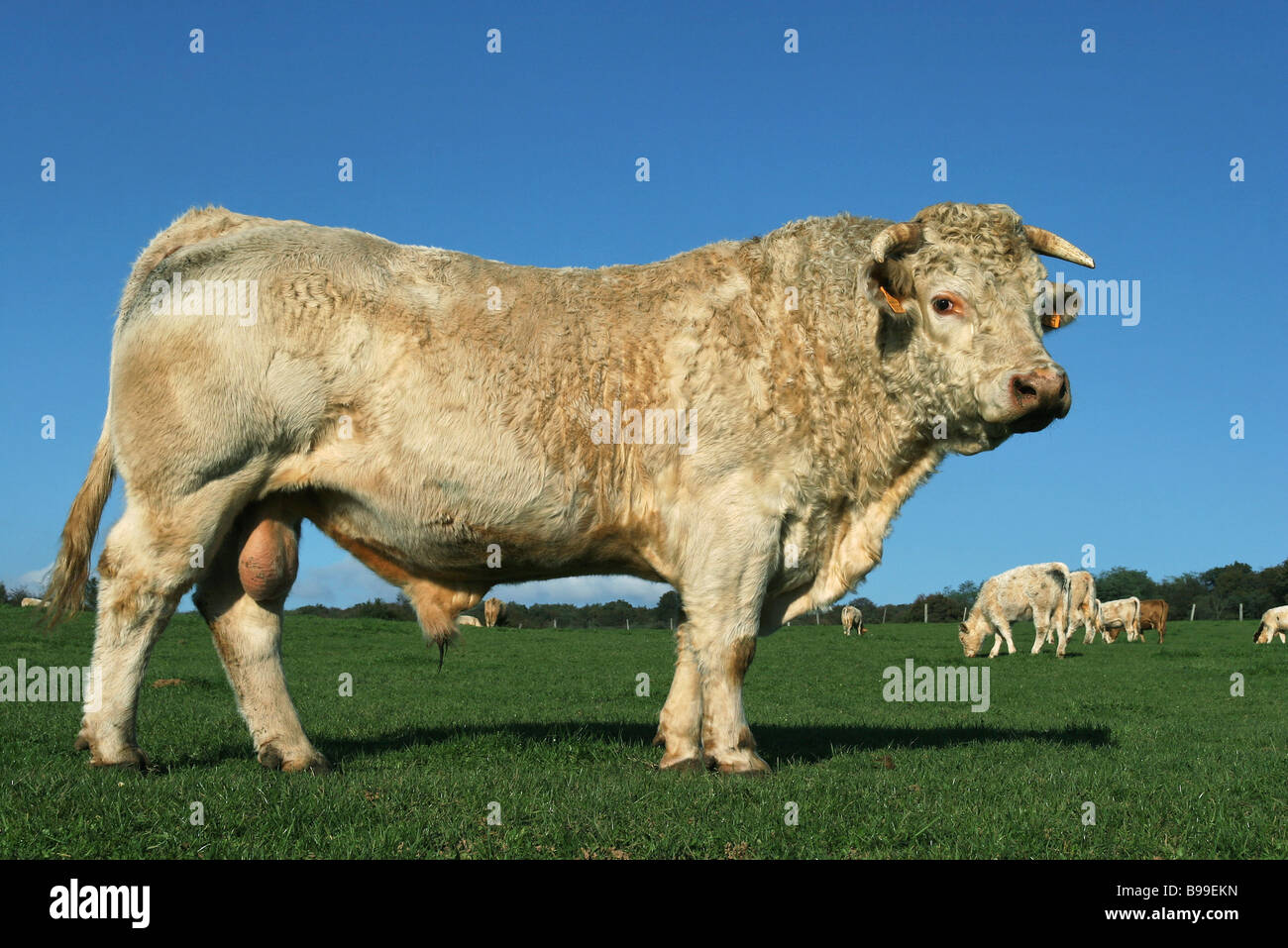 White bull, side view Stock Photo - Alamy