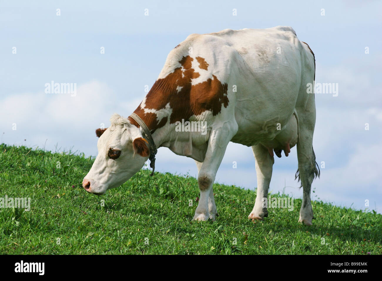 Dairy cow grazing in pasture, close-up Stock Photo - Alamy