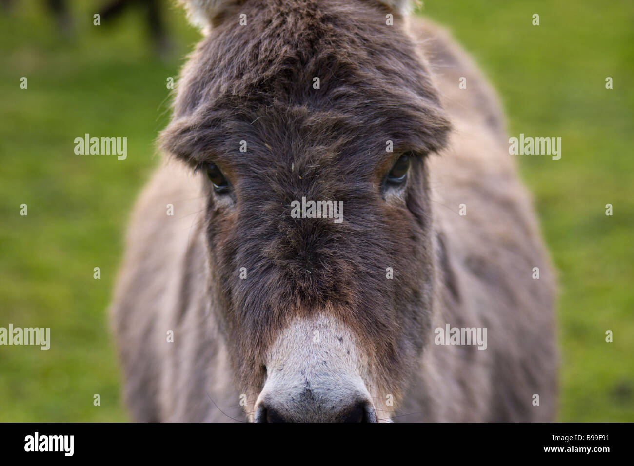 Donkey farm animal hi-res stock photography and images - Alamy