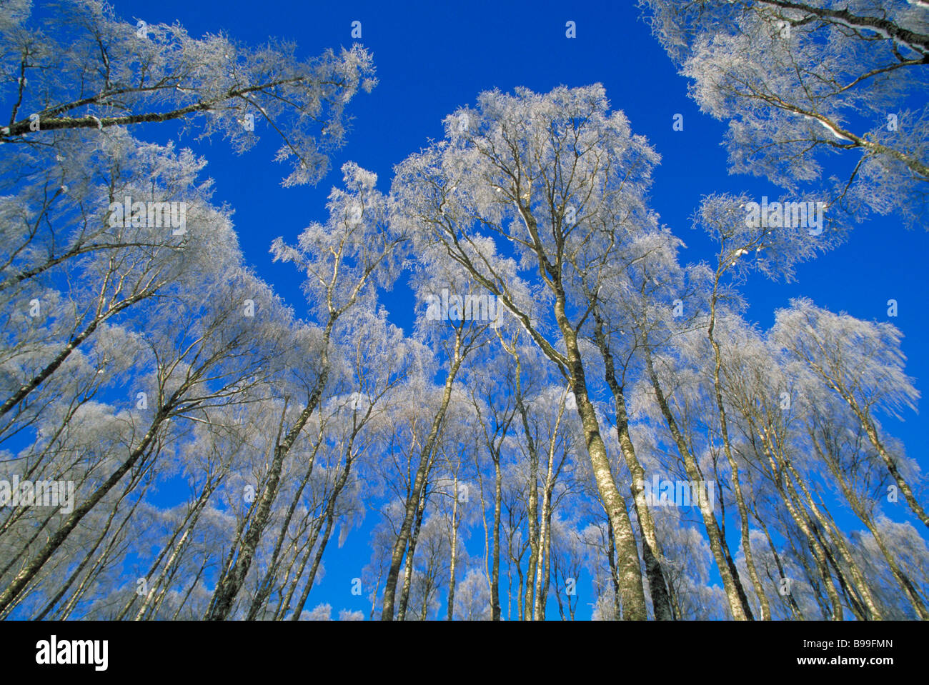 Silver Birch, European Birch (Betula pendula), snow on Birch trees ...