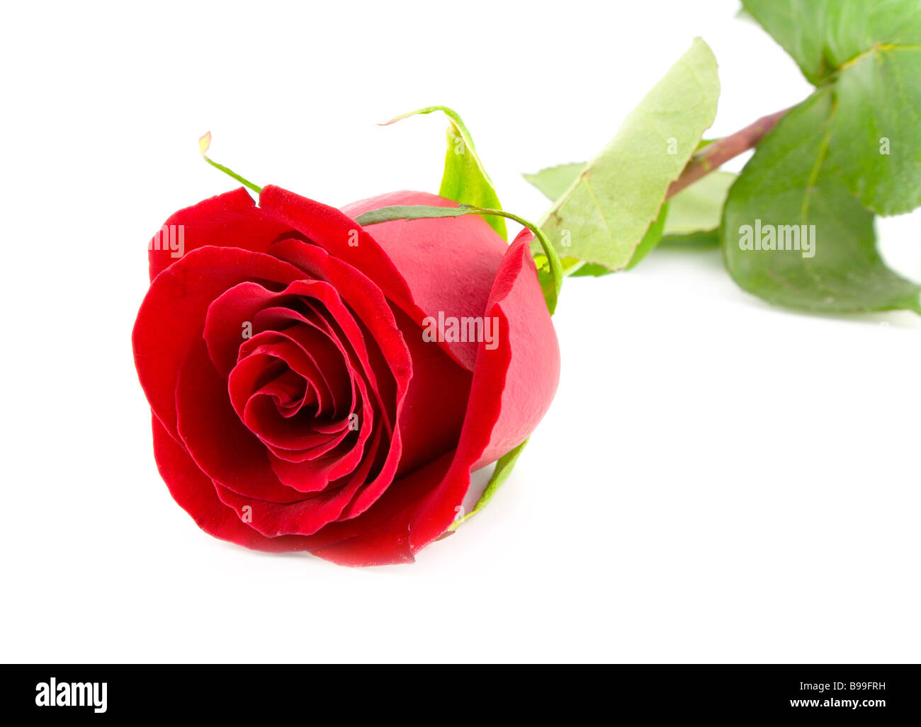 White rose isolated on white Cut Out Stock Images & Pictures - Alamy
