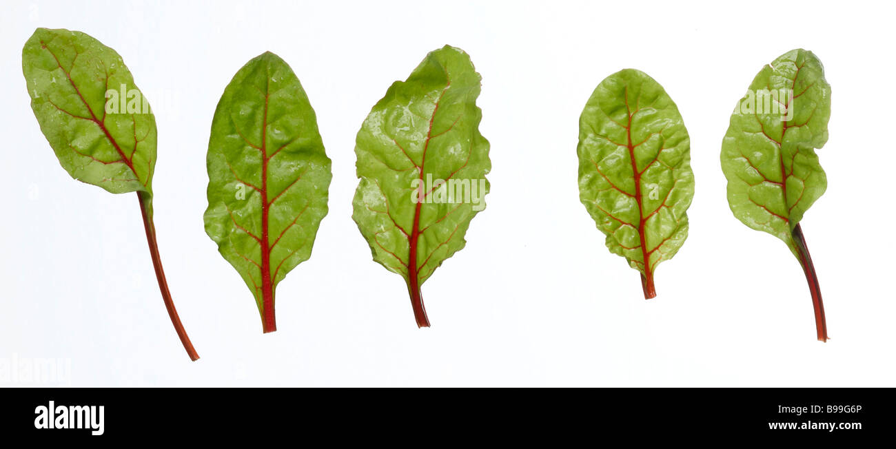 collection of chard leaves Stock Photo - Alamy