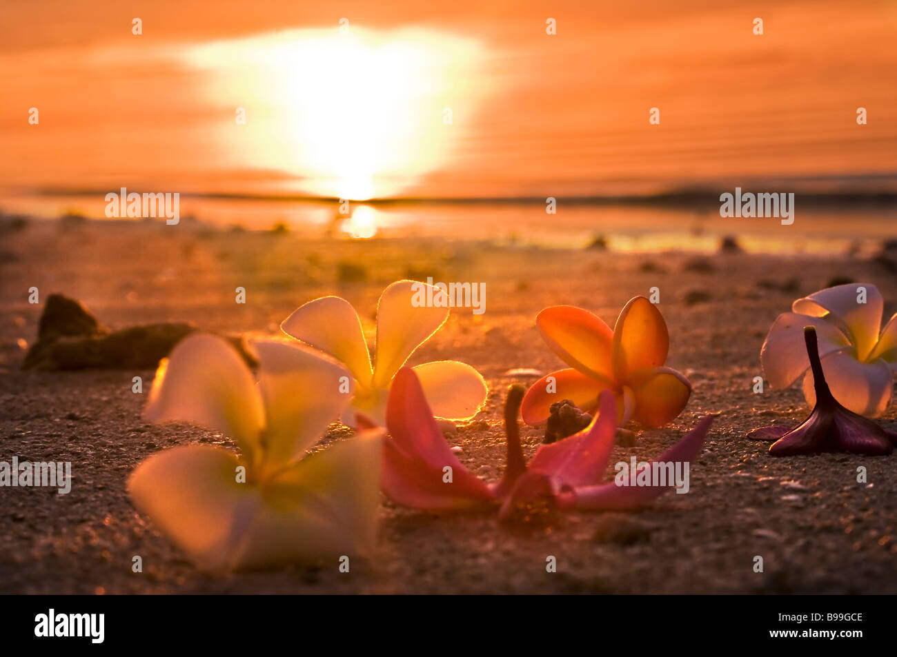 A moment of sublime romantic perfection frangipani Plumeria shot at ...