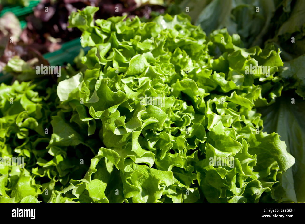 Green leaf lettuce hi-res stock photography and images - Alamy