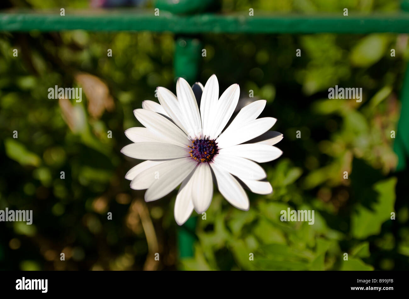 African Daisy or South African Daisy Cape Daisy and Blue eyed Daisy ...