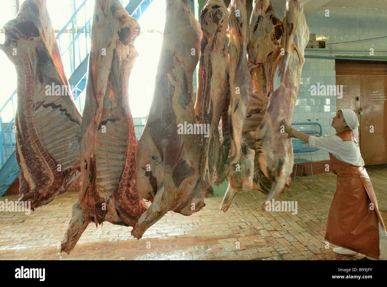 Tikhoretsky meat processing plant the largest in southern Russia ...