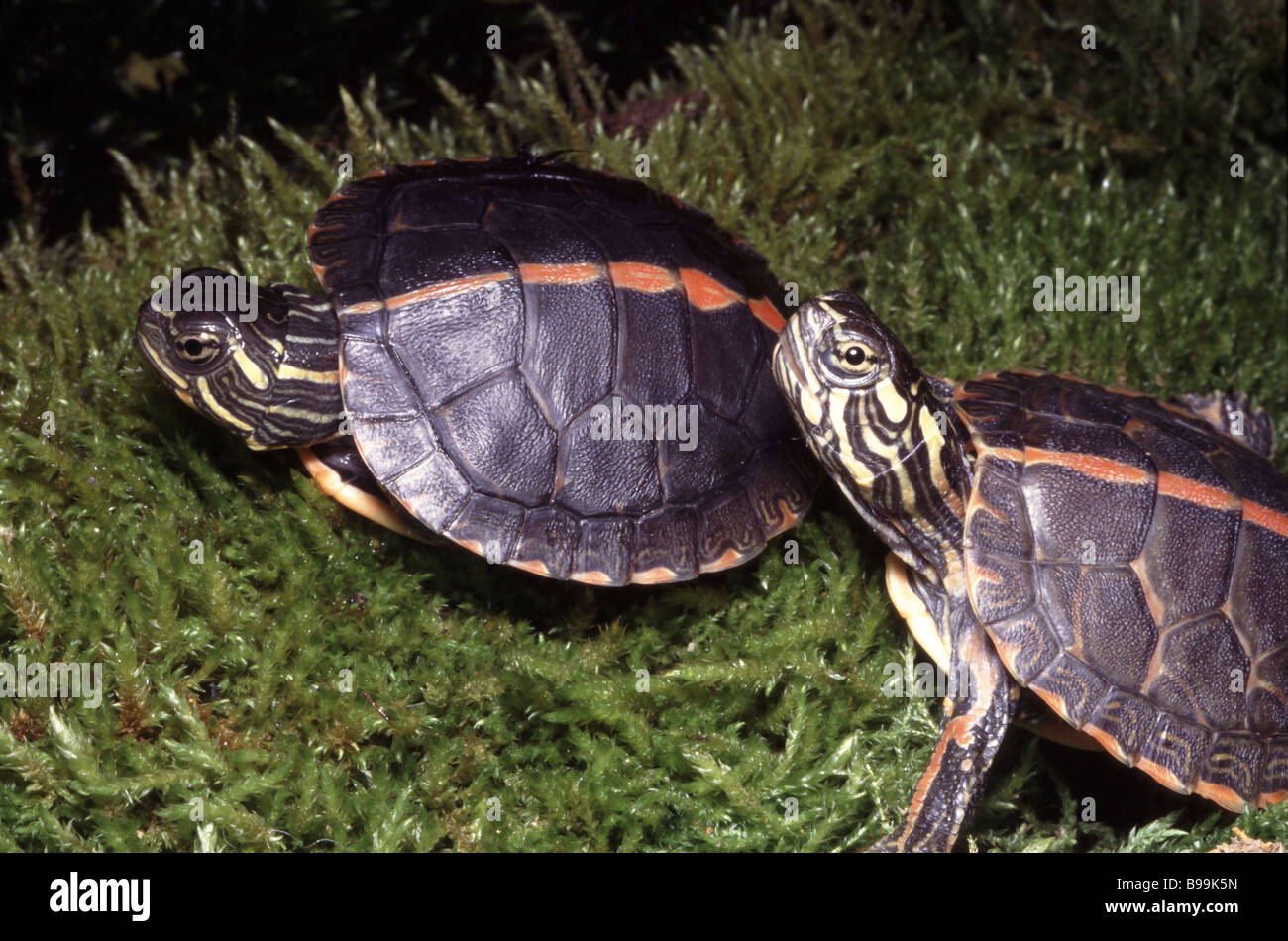 Chrysemys picta dorsalis Stock Photo - Alamy