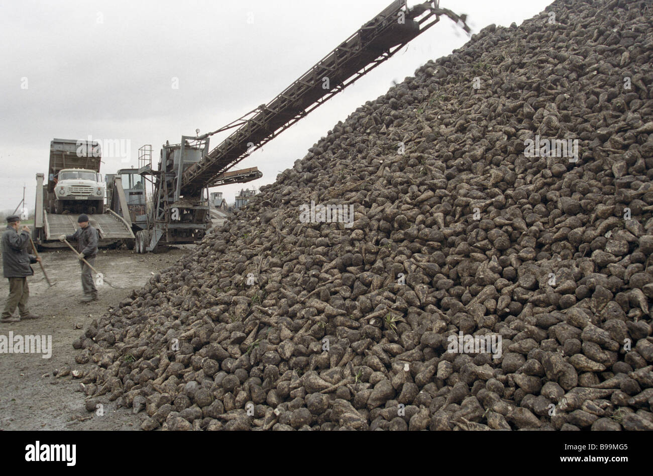 Sugar beet at the Lgov sugar refinery Stock Photo - Alamy