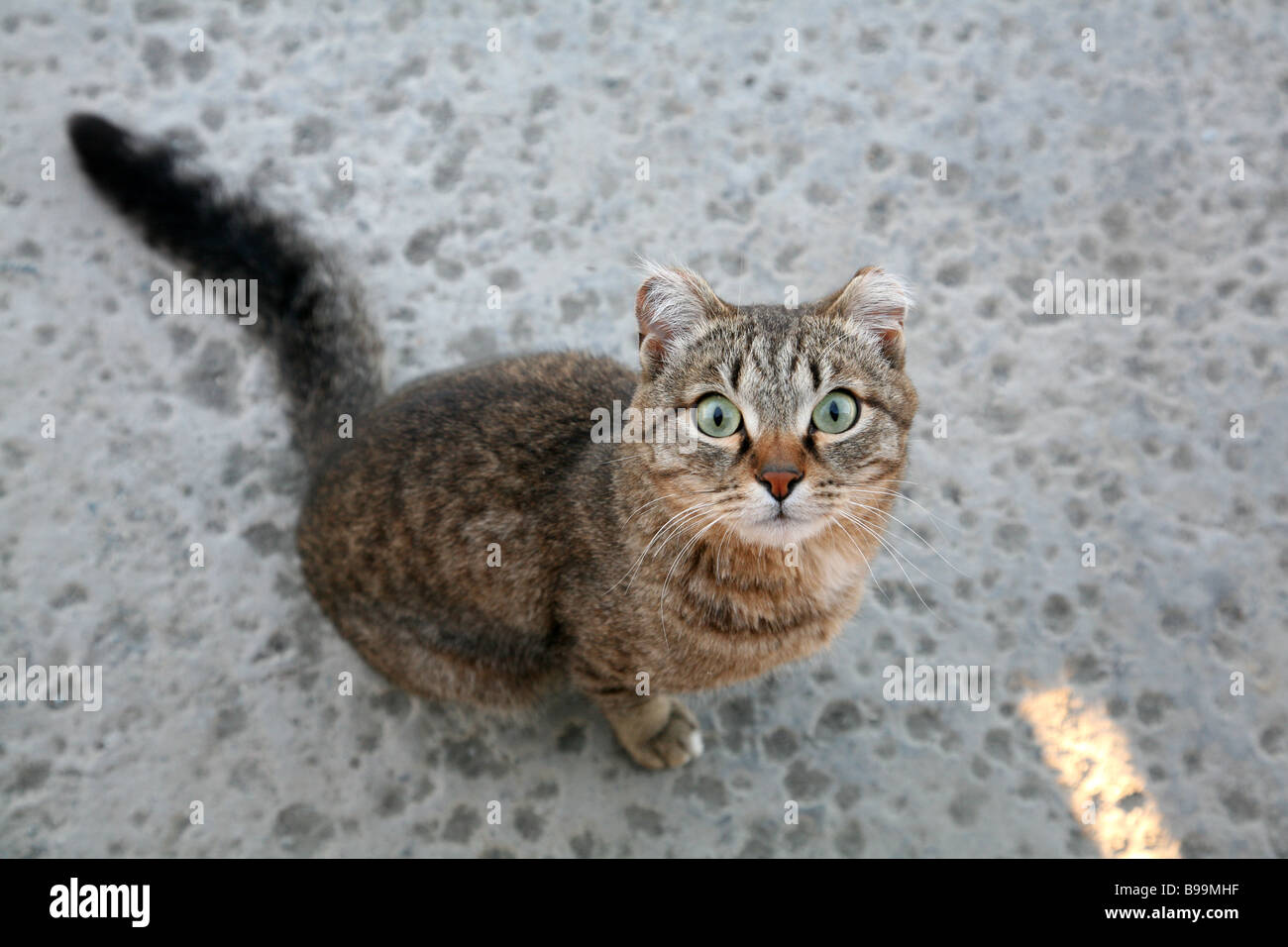 Cat, top view Stock Photo - Alamy