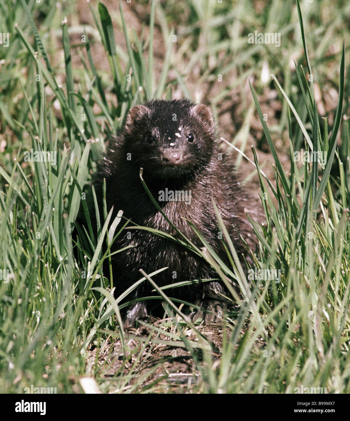 Musk beaver in the grass Stock Photo - Alamy