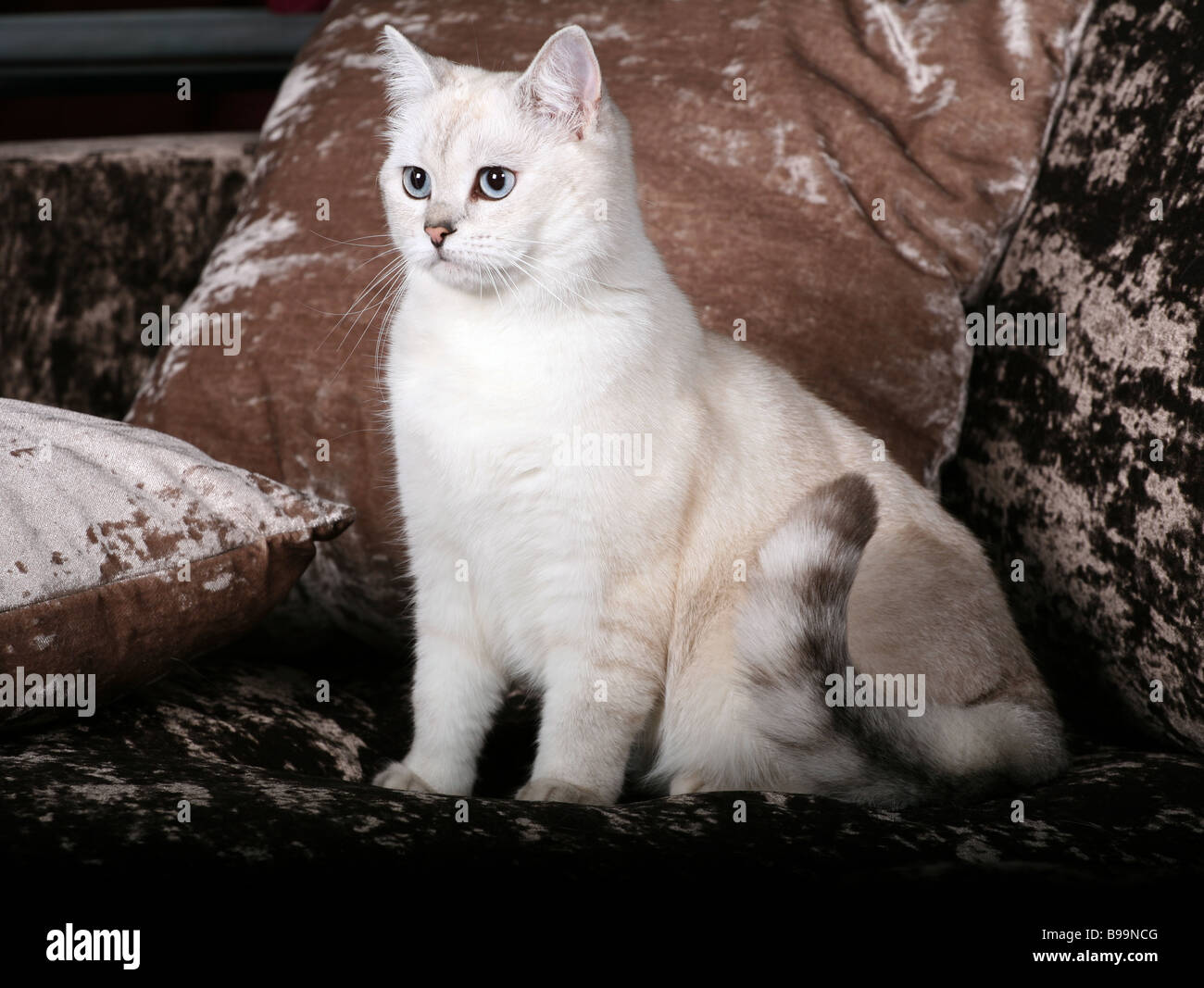 British Shorthair silver Cat Stock Photo - Alamy