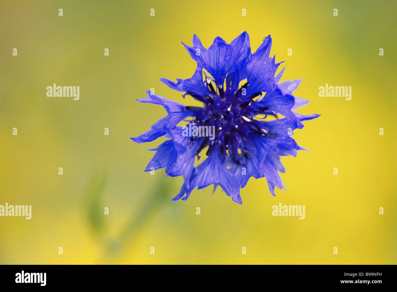 Cornflower (Centaurea cyanus), close-up portrait amongst yellow flowers ...