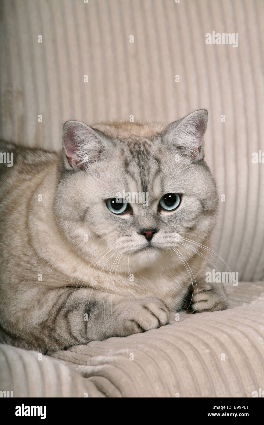 British Shorthair silver Cat Stock Photo - Alamy