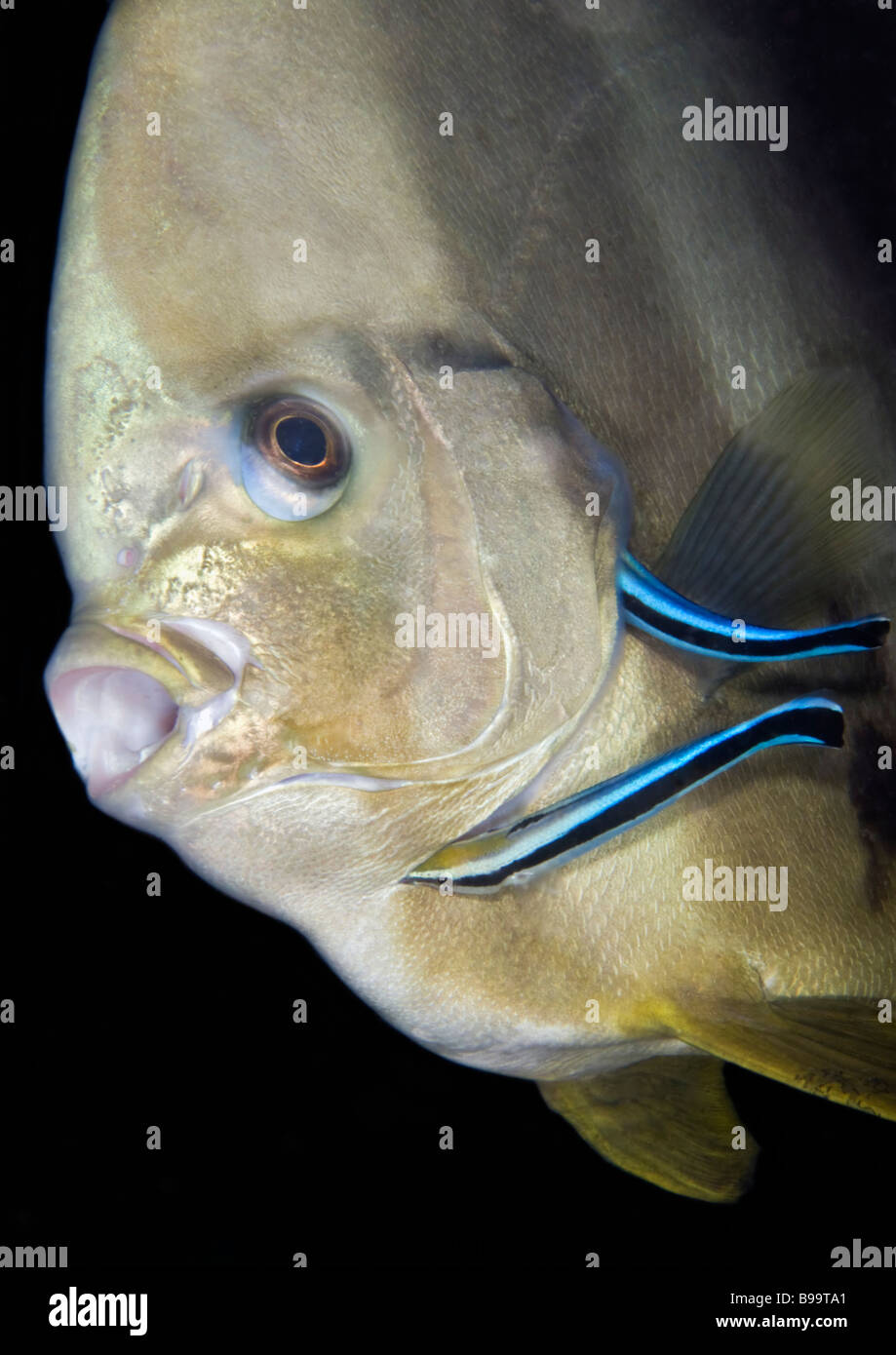 Common Cleaner Wrasse eat the parasites in the gills of a Teira Batfish ...