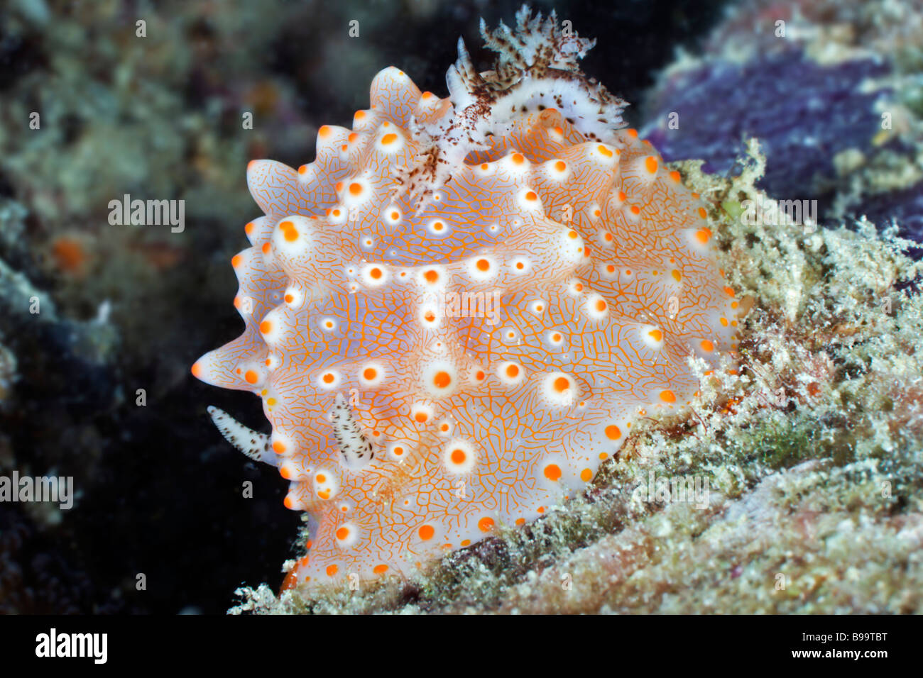 This halgerda batangas nudibranch or sea slug makes its way across ...