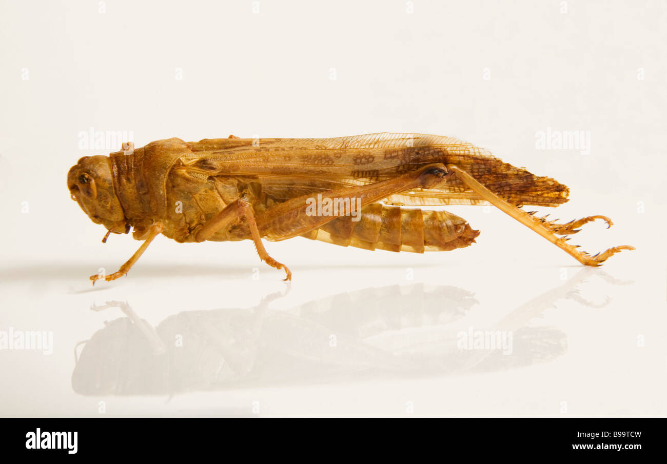 Locust insect hi-res stock photography and images - Alamy