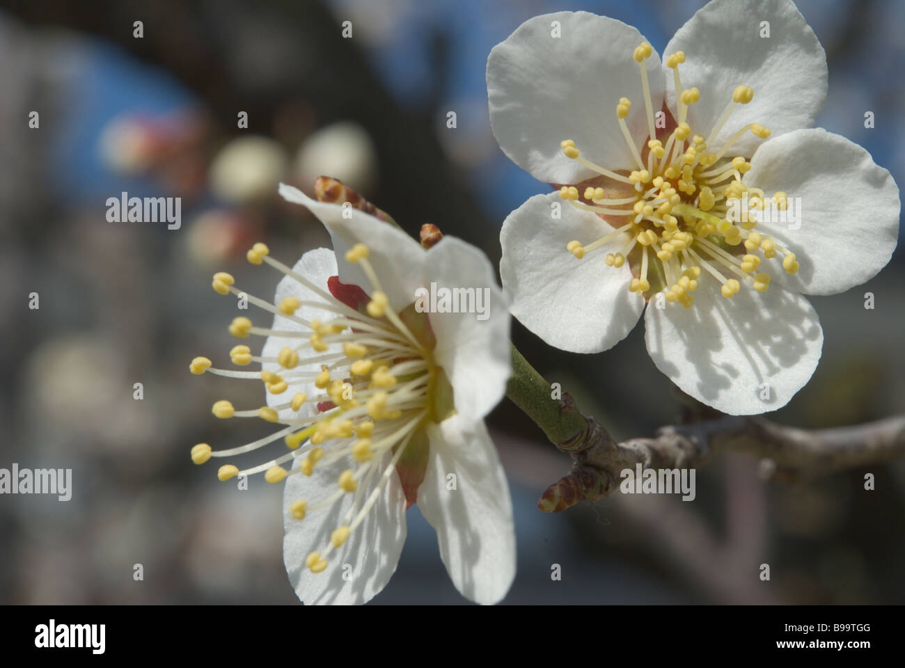 Prunus mume hi-res stock photography and images - Alamy