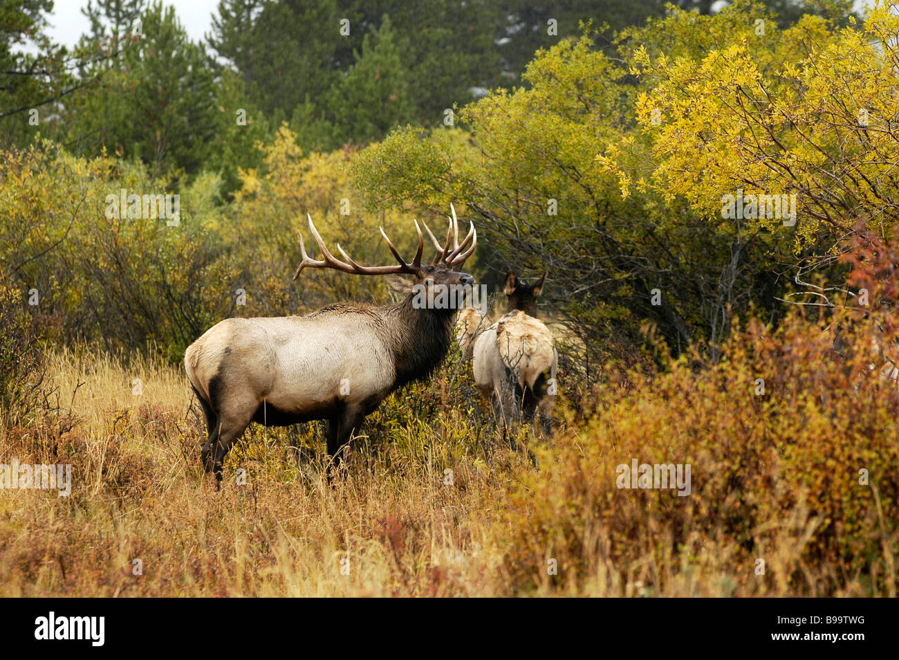 Bull elk cows during rut hi-res stock photography and images - Alamy