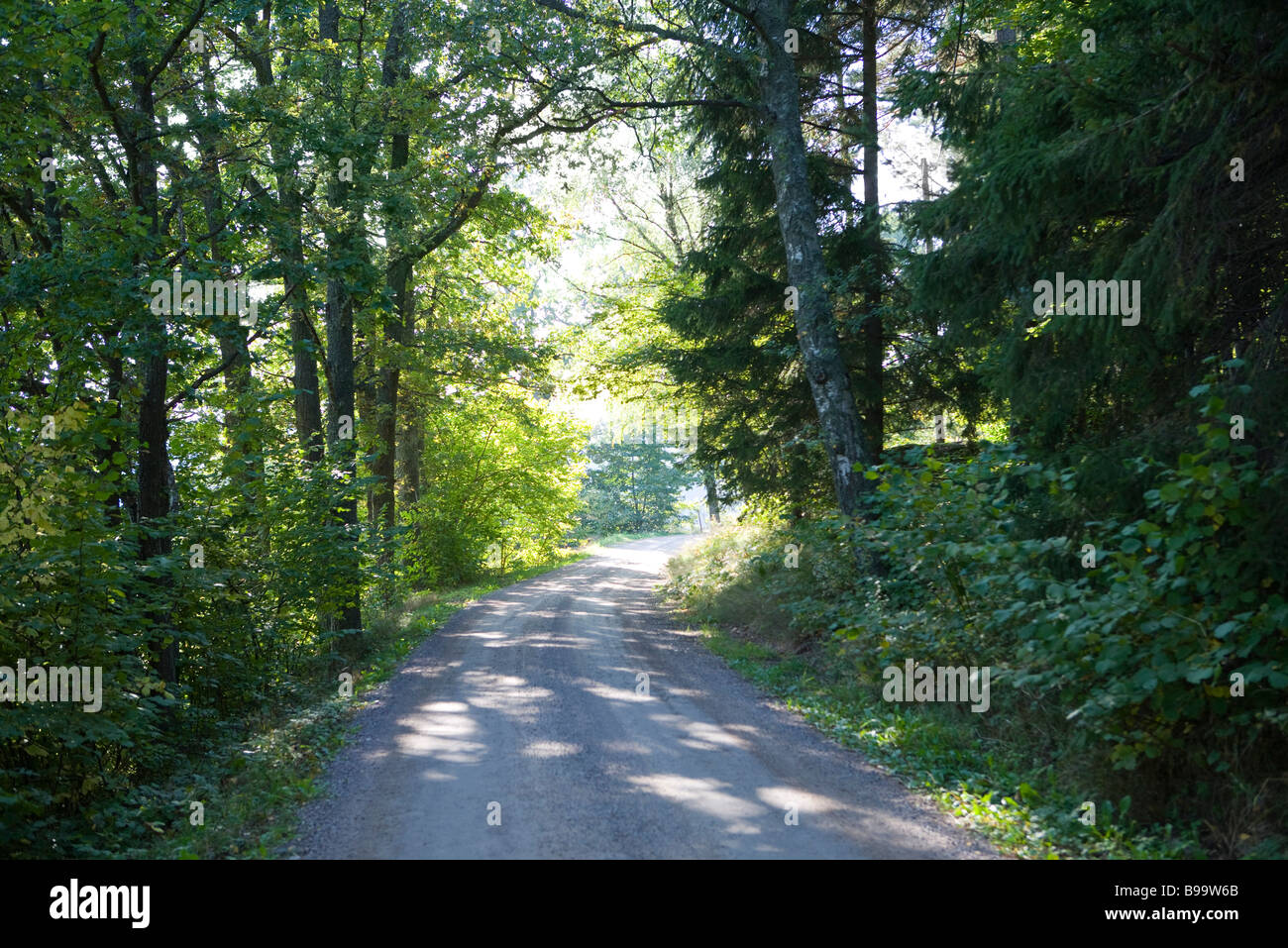 Dirt road through wooded countryside Stock Photo - Alamy