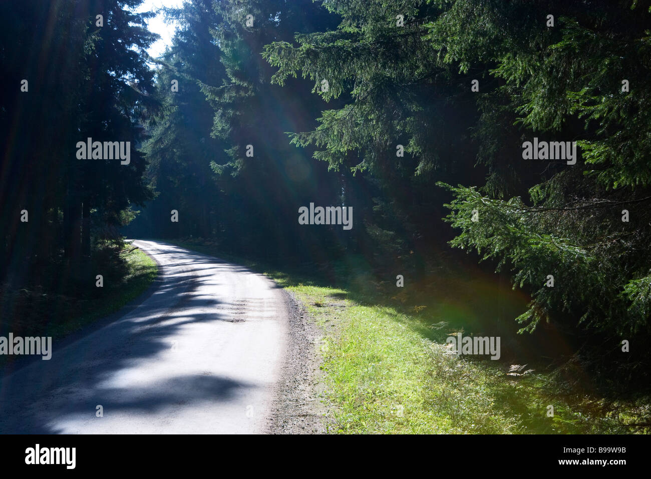 Sunlit road through forest hi-res stock photography and images - Alamy