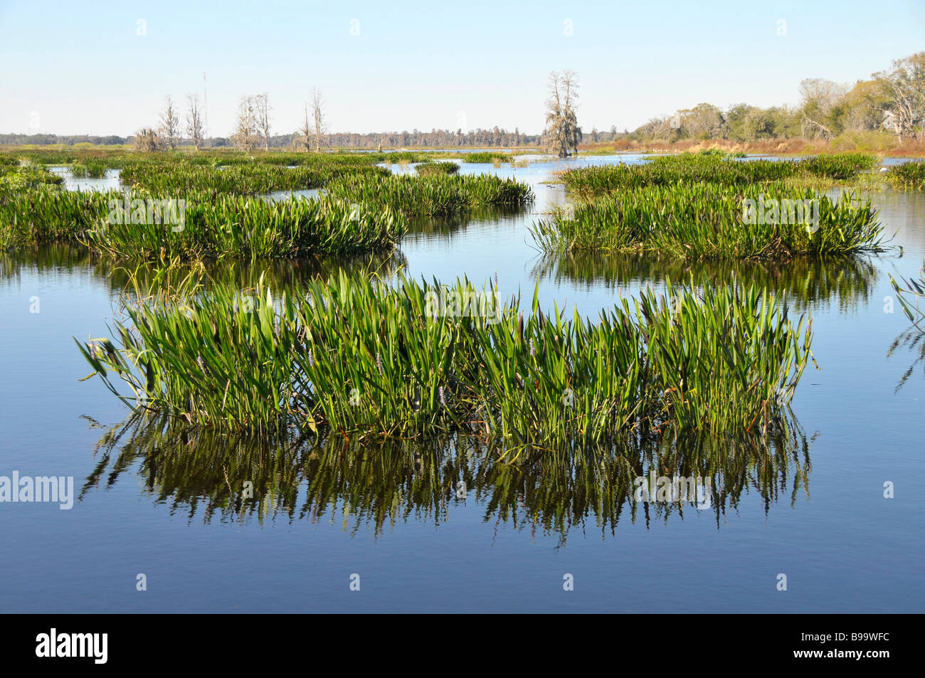 Circle B Bar Reserve Environmental Nature Center Lakeland Florida Polk ...
