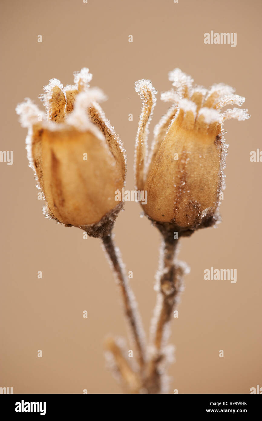 Frost coated seed heads of White Campion (Silene alba Stock Photo - Alamy