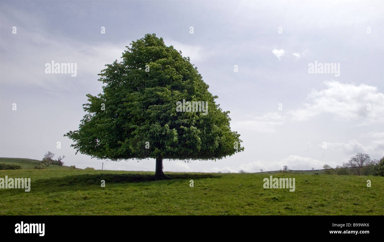 triangular tree in field Stock Photo - Alamy