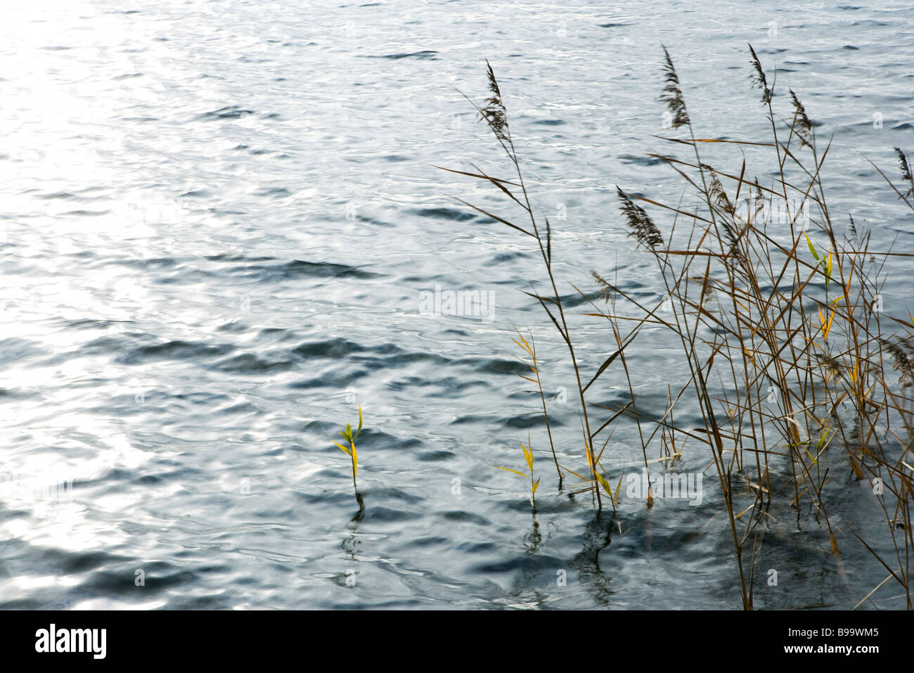 Reeds growing in lake Stock Photo - Alamy