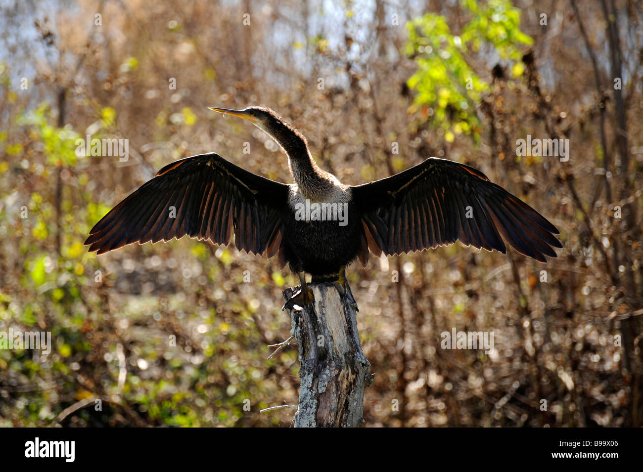 Female anhinga hi-res stock photography and images - Alamy