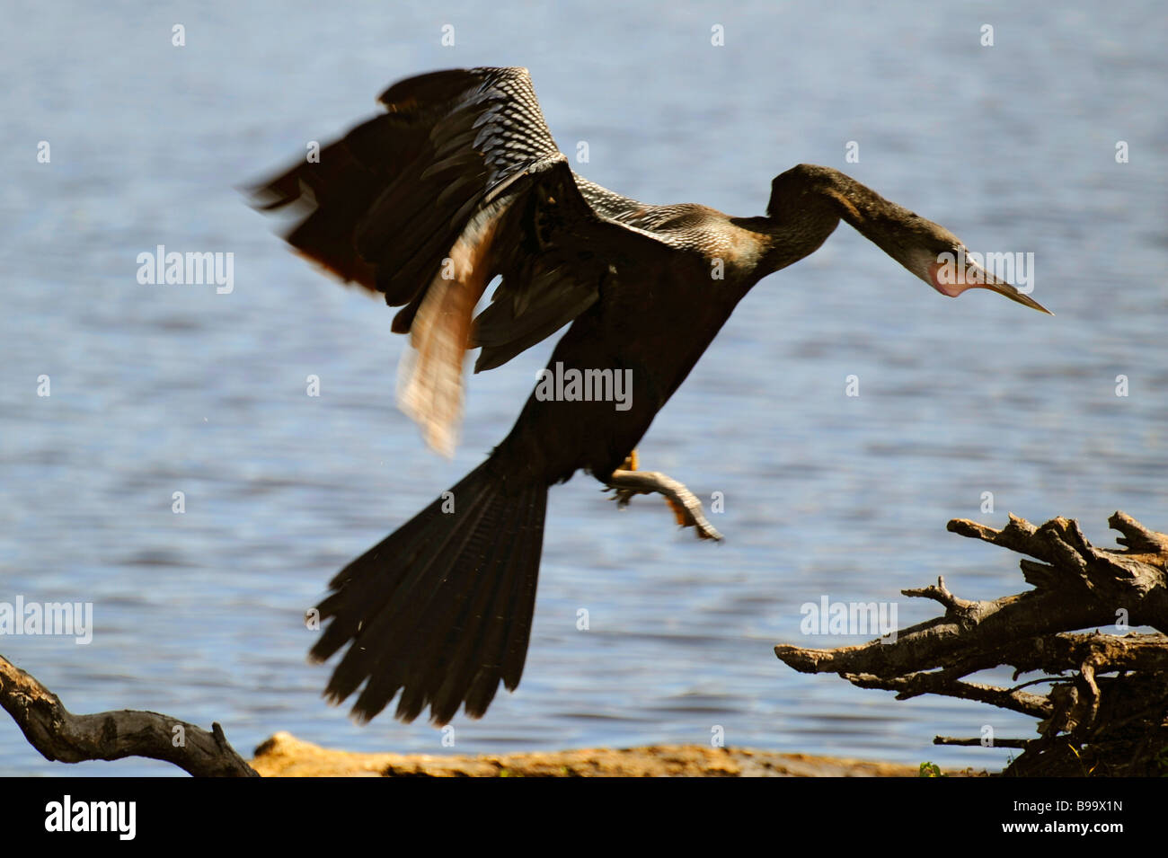 Female Anhinga at Circle B Bar Reserve Environmental Nature Center ...