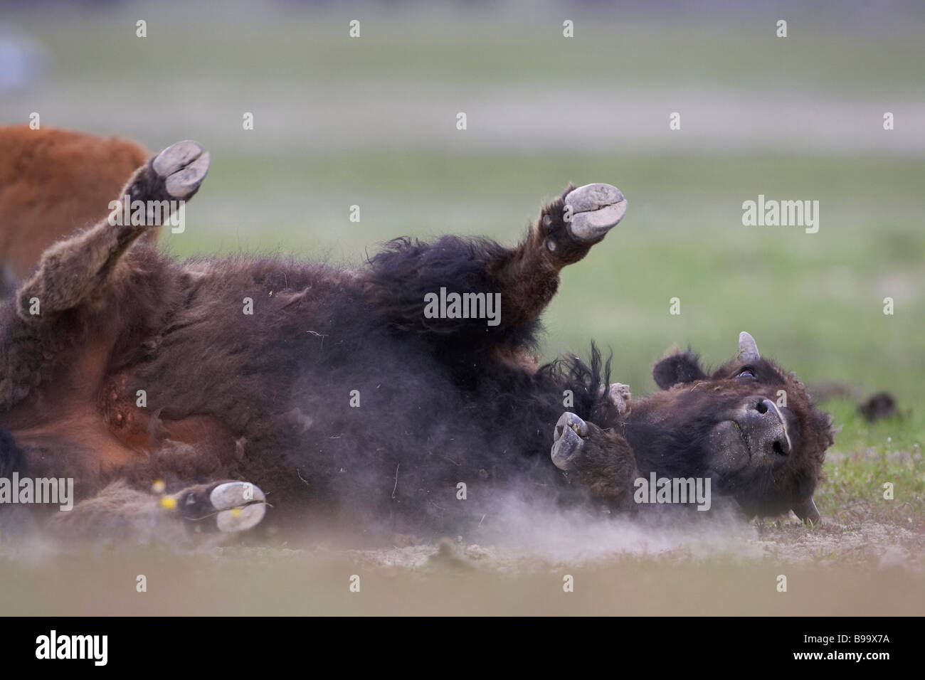 Bison (Bison bison), adult female dusting bathing Stock Photo - Alamy