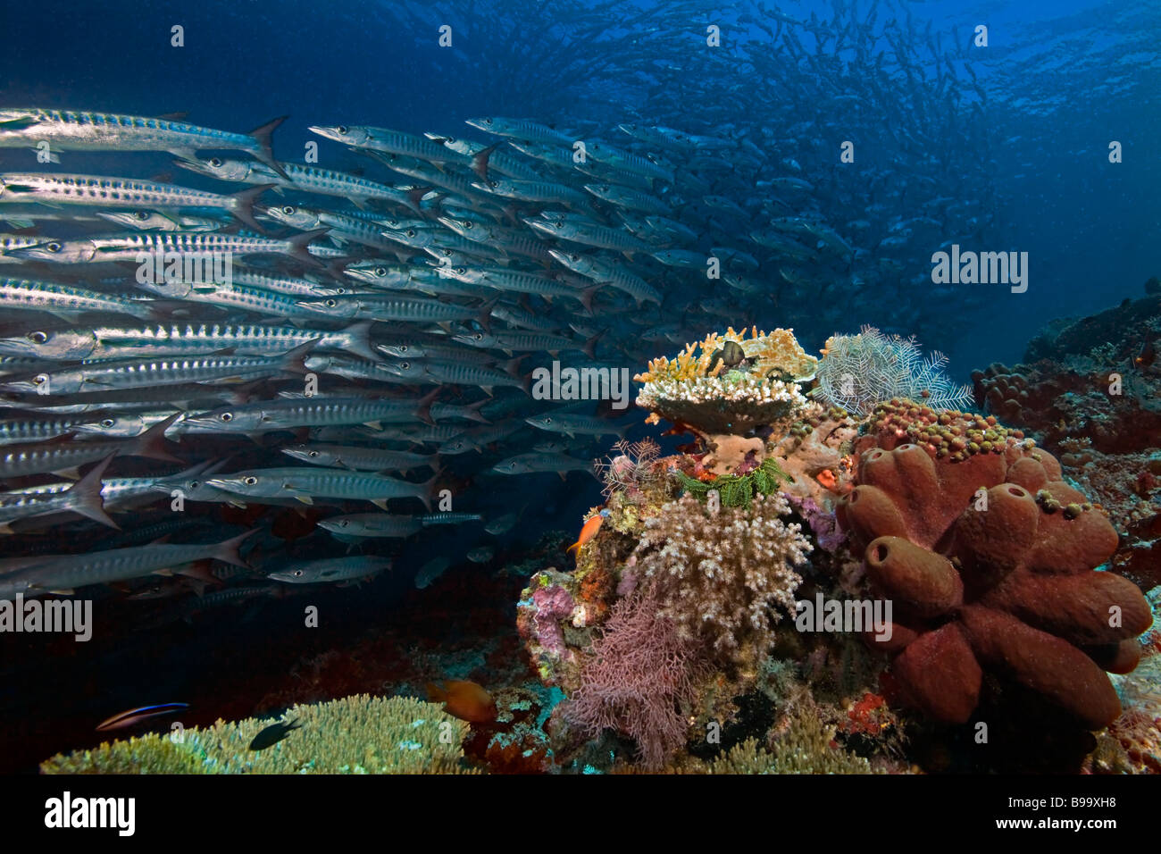 A school of Chevron Barracuda make their way across the corals and ...