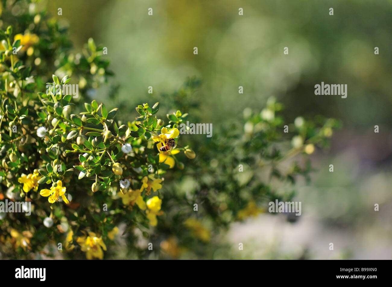 A bee pollinating a creosote bush in bloom Stock Photo - Alamy
