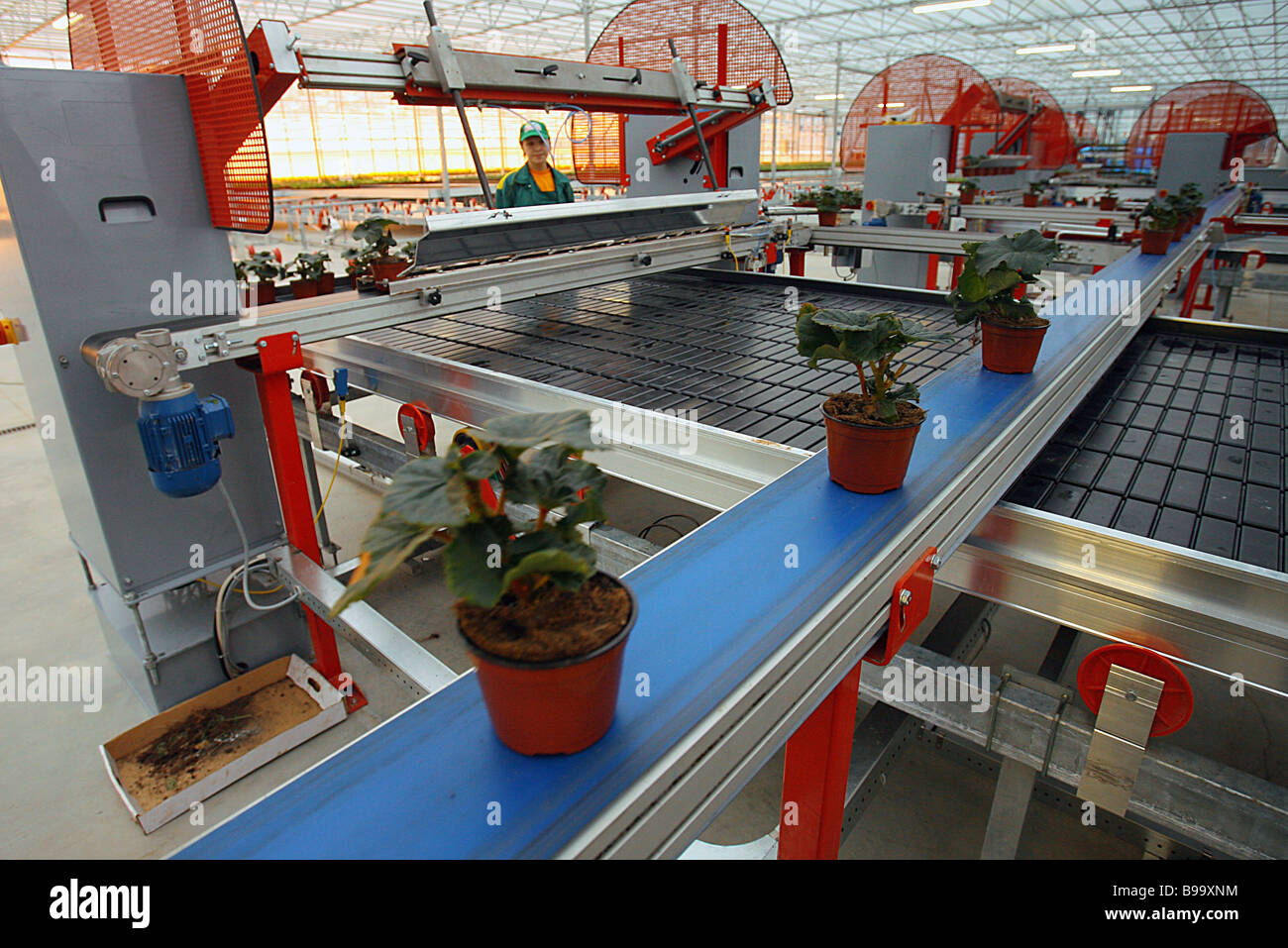 Automated pot flower production line Stock Photo - Alamy
