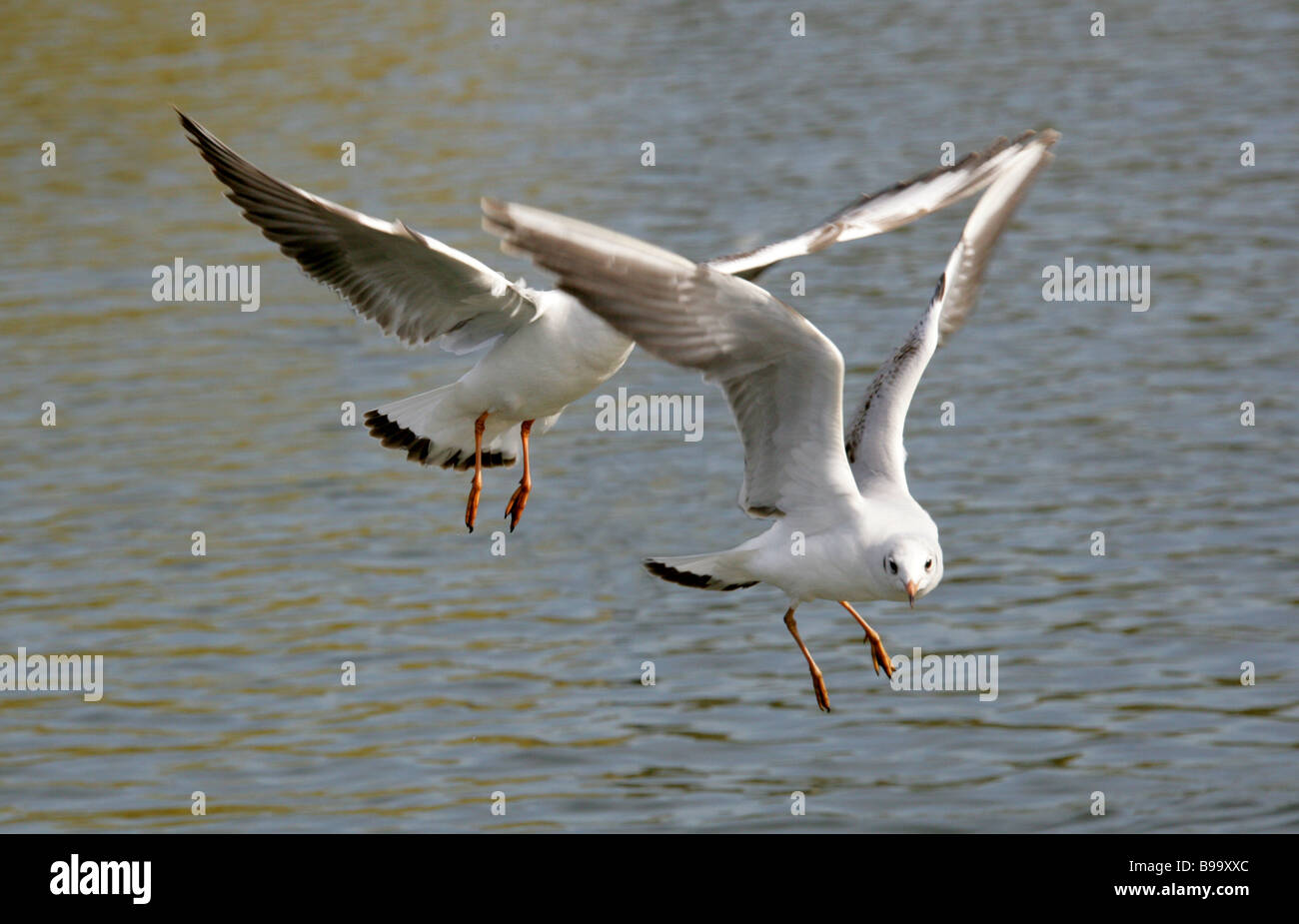 Immature Black Headed Gulls, Larus ridibundus, Laridae Stock Photo - Alamy