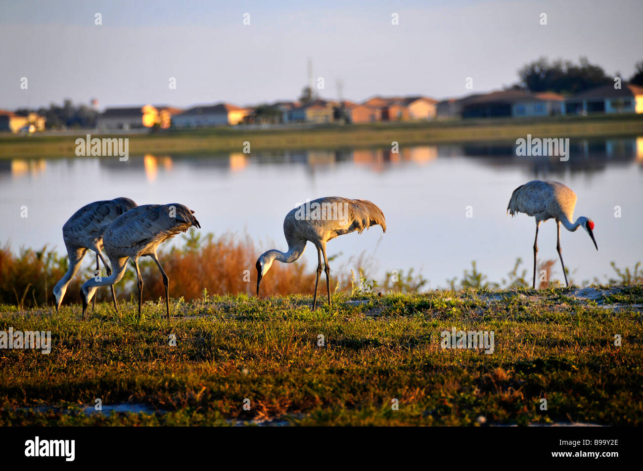 Circle b bar preserve hi-res stock photography and images - Alamy