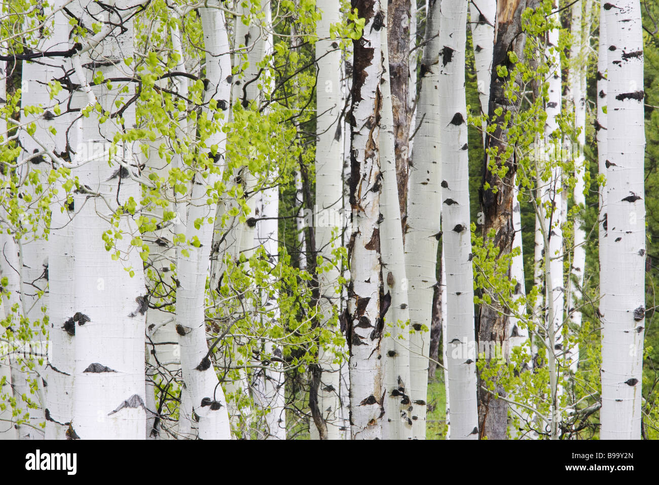 Aspen, Quaking Aspen or Trembling Aspen (Populus tremuloides), forest ...