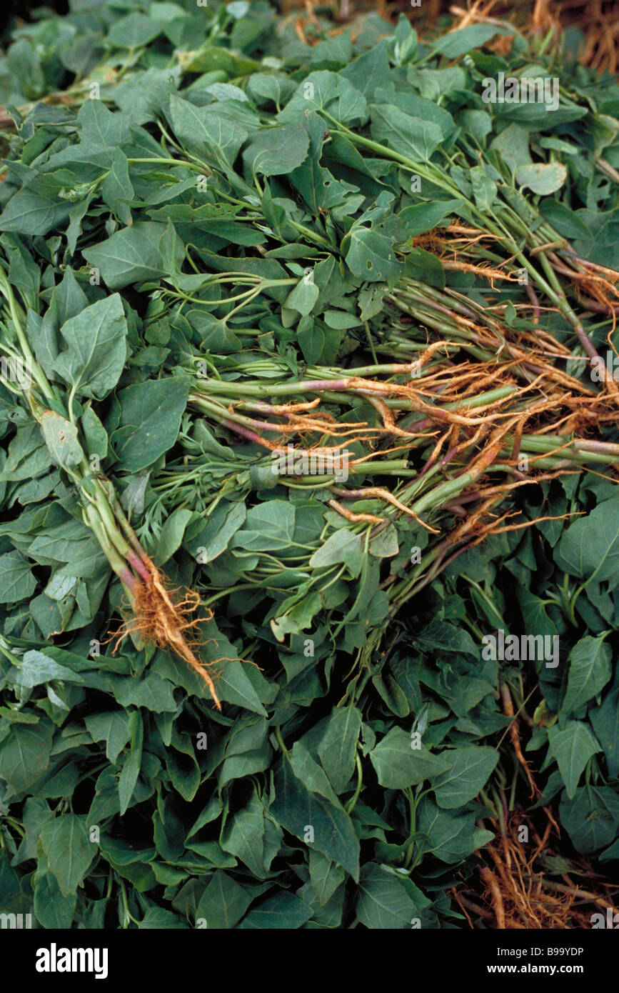 Mound of spinach hi-res stock photography and images - Alamy