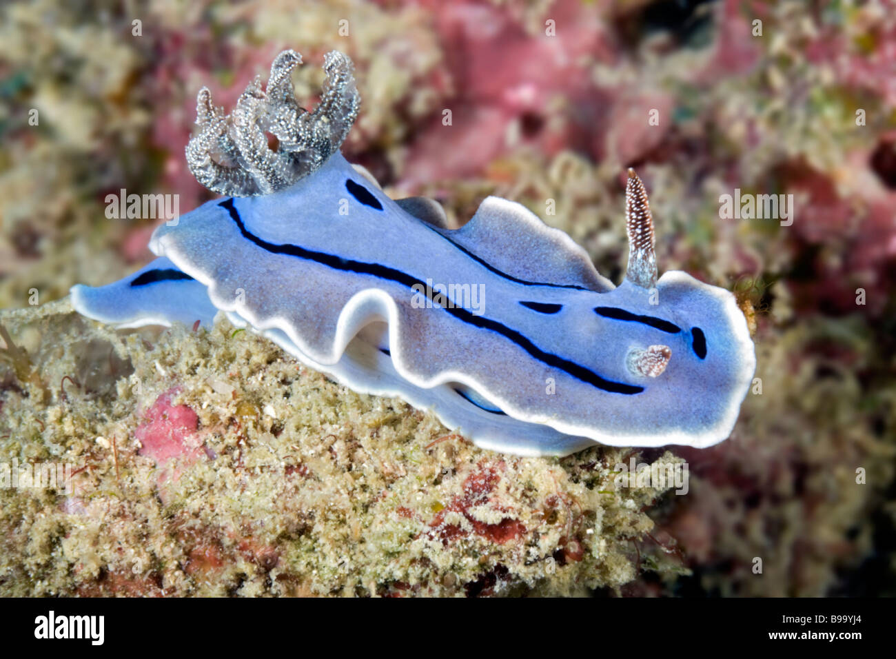 This chromodoris willani nudibranch or sea slug makes its way across ...