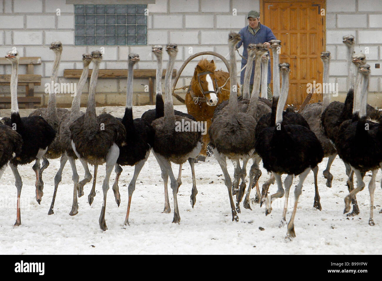Large ostrich farm which breeds South African black ostriches near ...