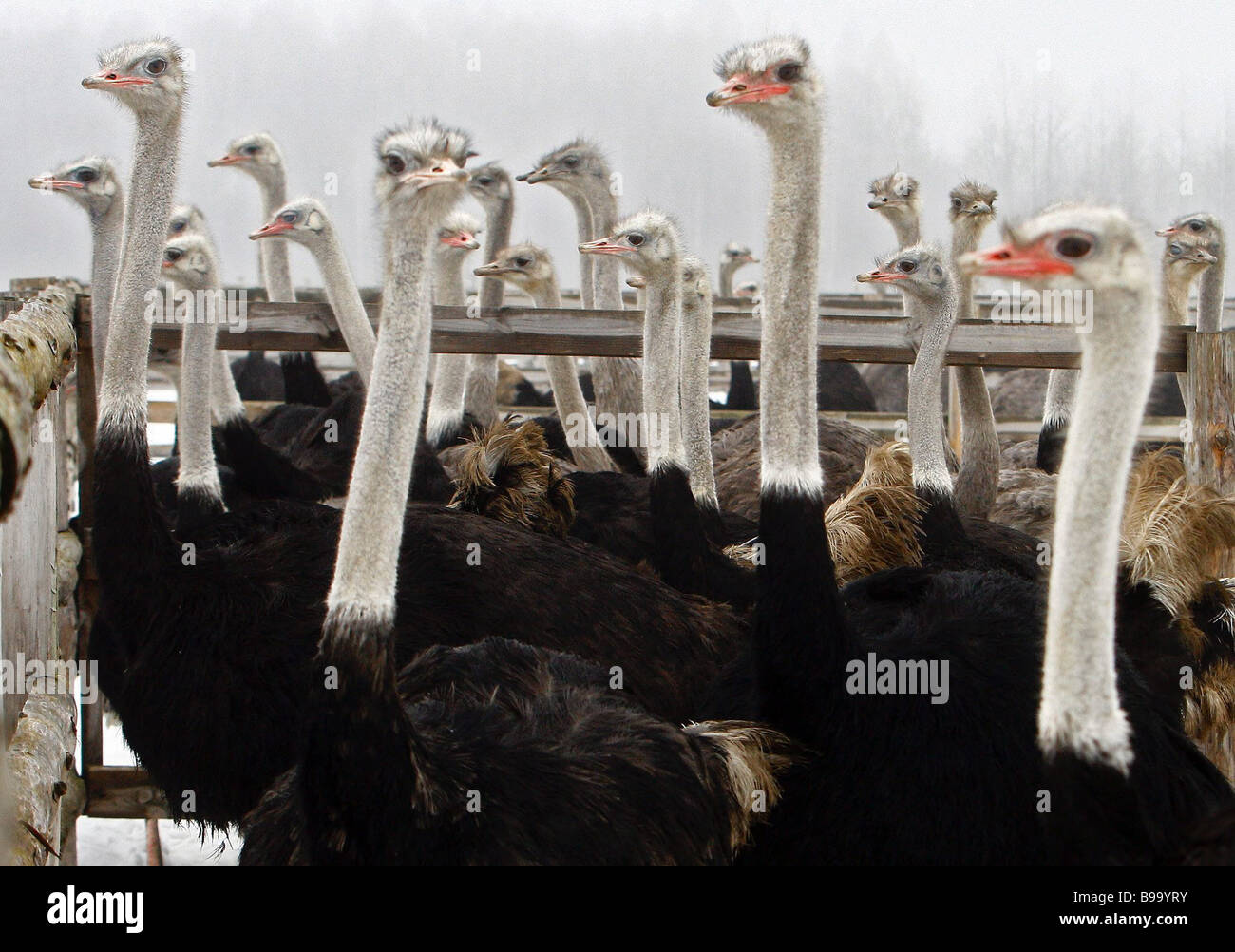 Large ostrich farm breeds South African black ostriches near Kobrin in ...