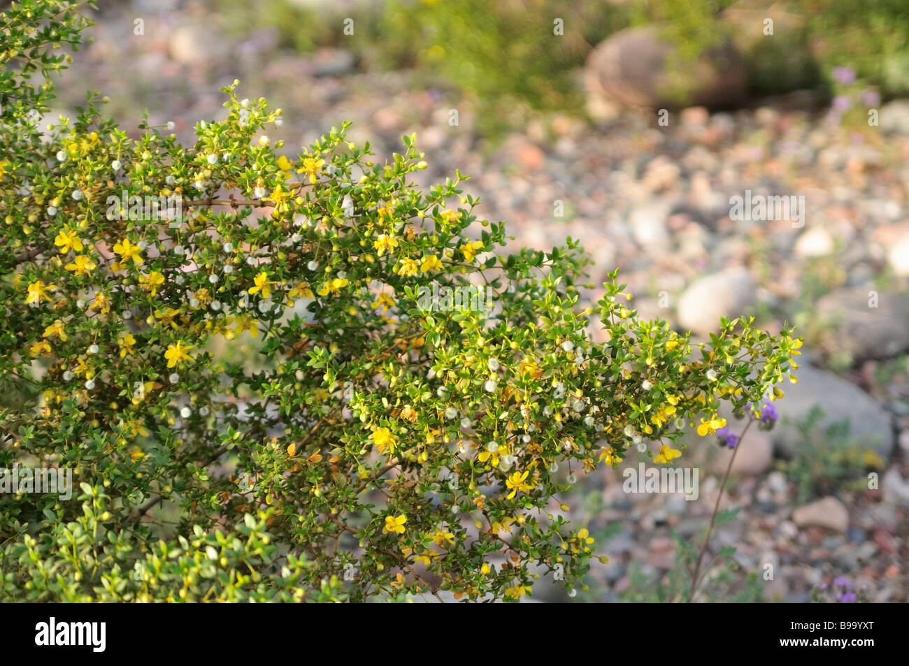 Creosote bush in bloom Stock Photo - Alamy