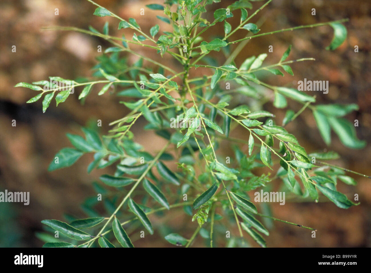 Curry tree, close-up Stock Photo - Alamy