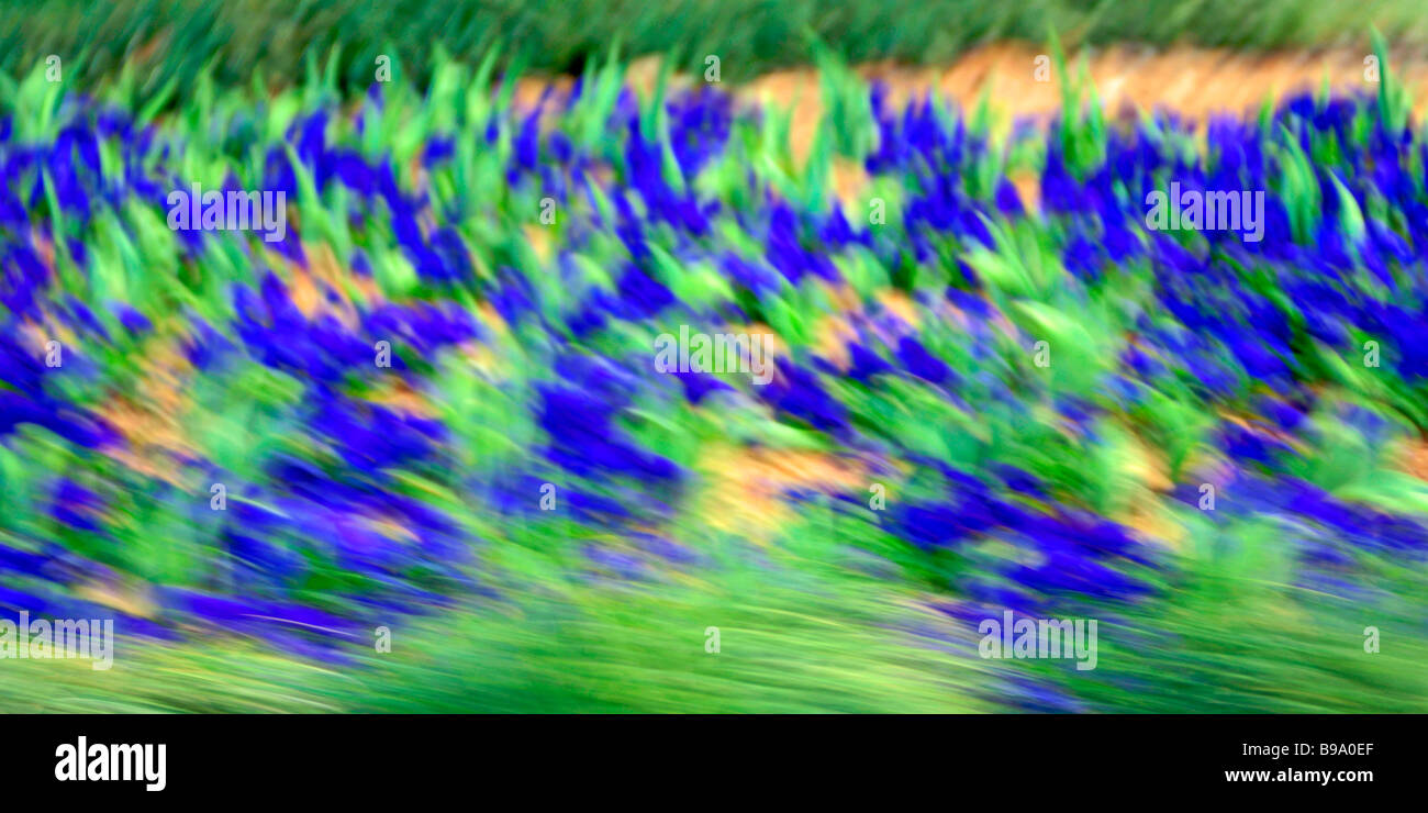 Blazing flowers at arboretum in a panned motion blur shot Stock Photo ...