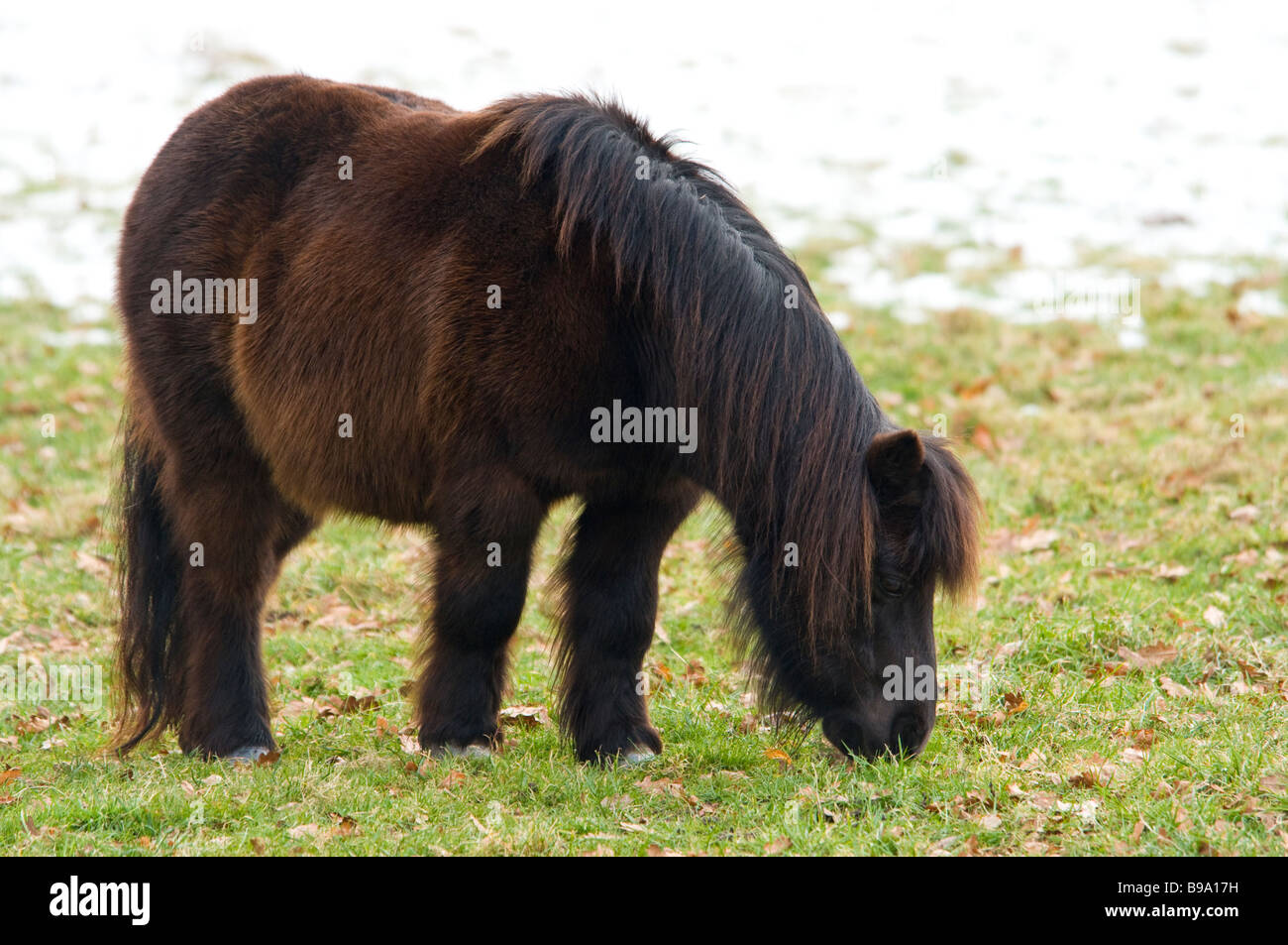 Brown pony with black mane hi-res stock photography and images - Alamy