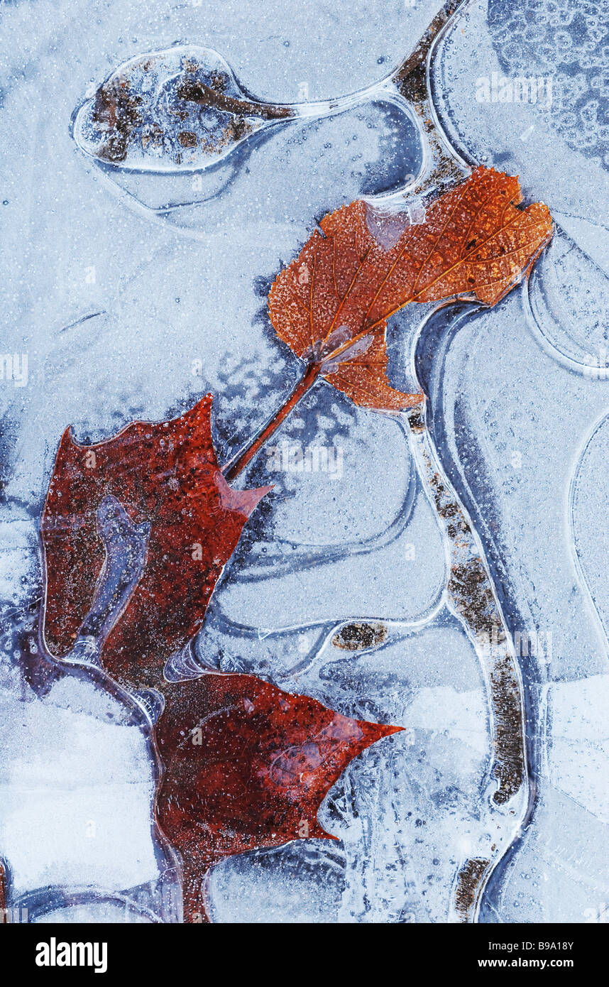 Plant trapped in ice hi-res stock photography and images - Alamy