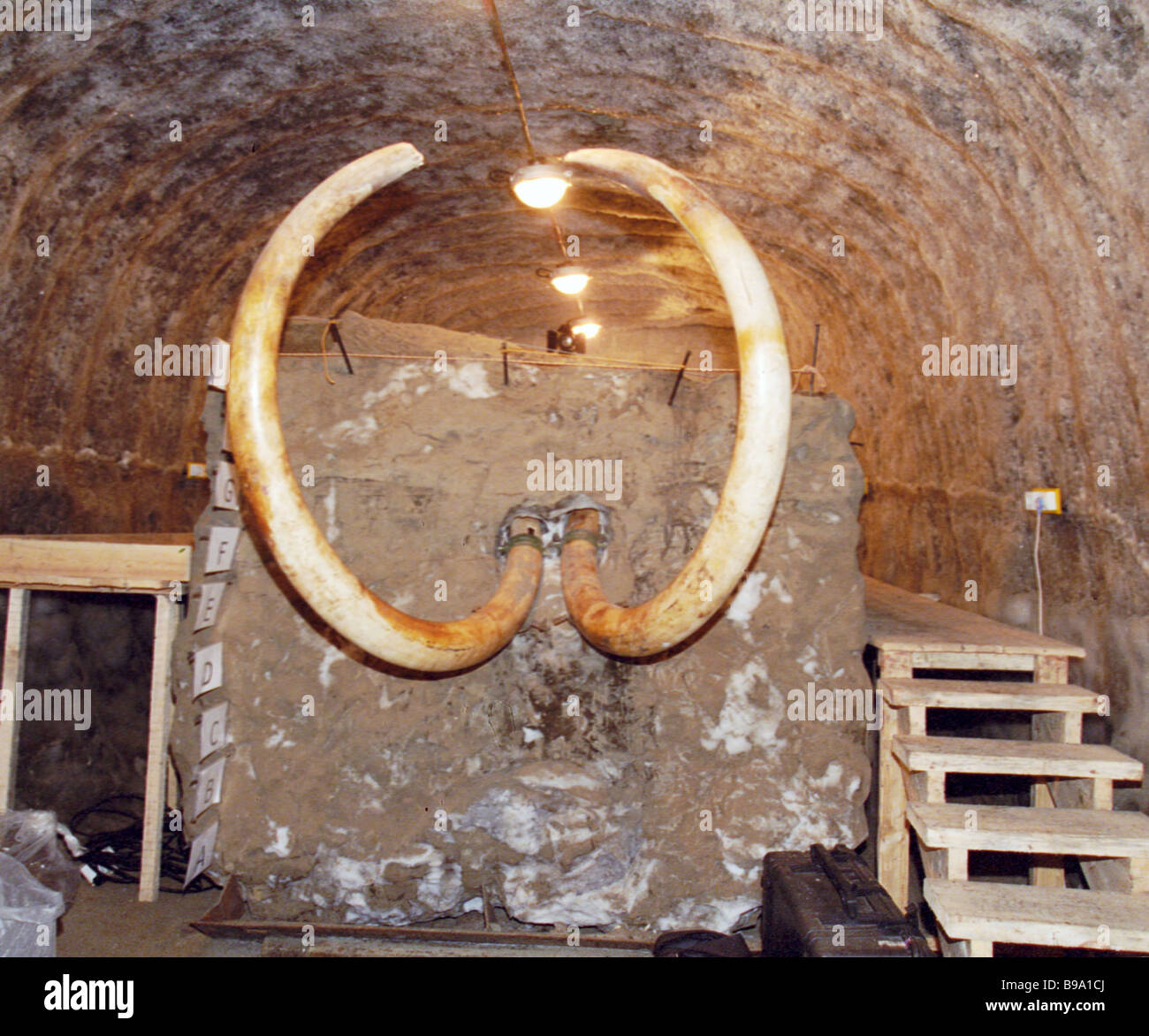 Mammoth Tusks High Resolution Stock Photography and Images - Alamy
