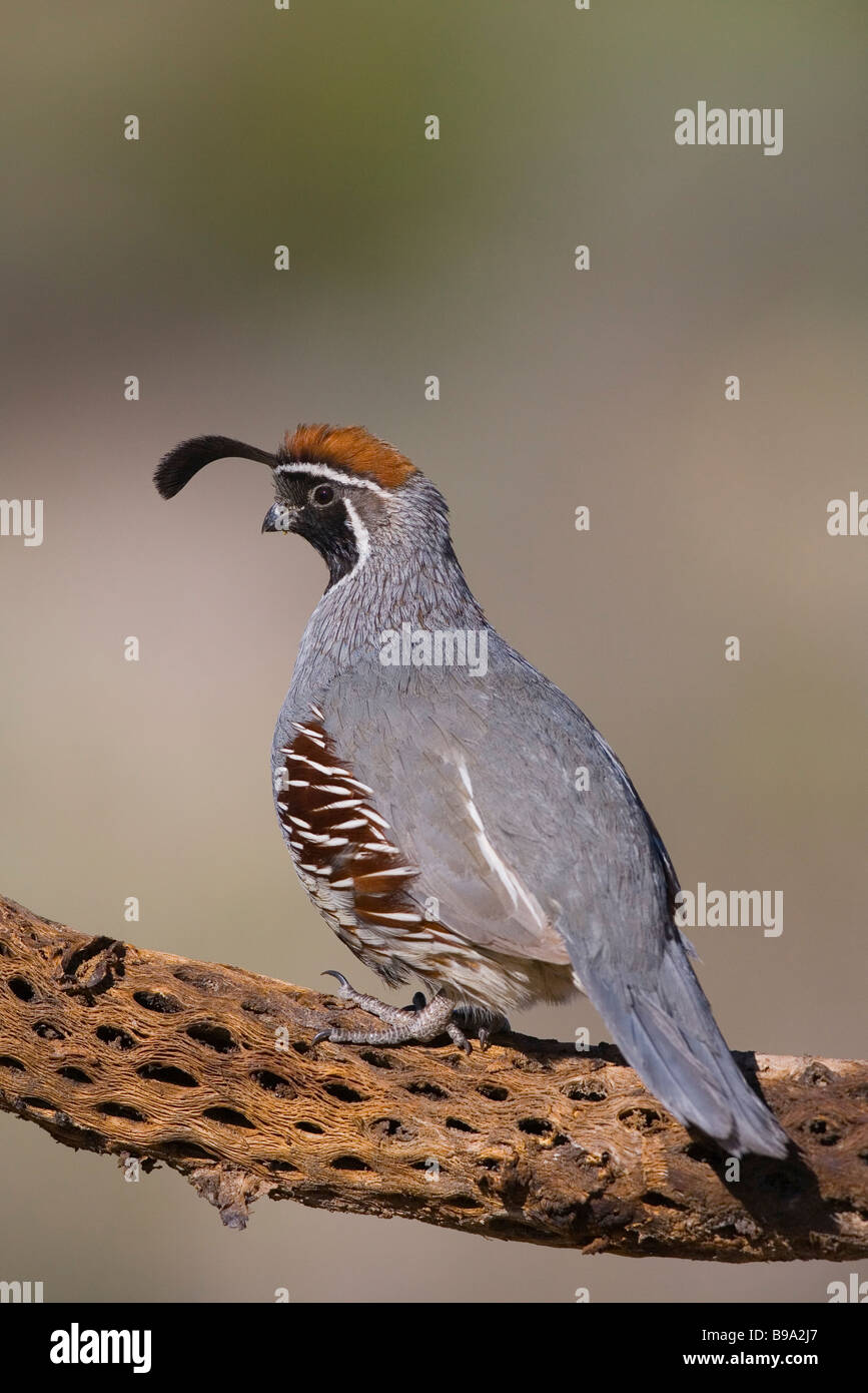 Gambel's Quail Callipepla gambelii Tucson Arizona United States 17 ...