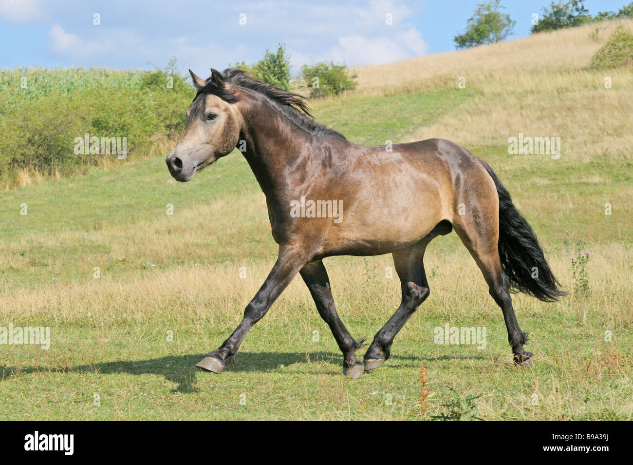 Connemara pony stallion Stock Photo - Alamy